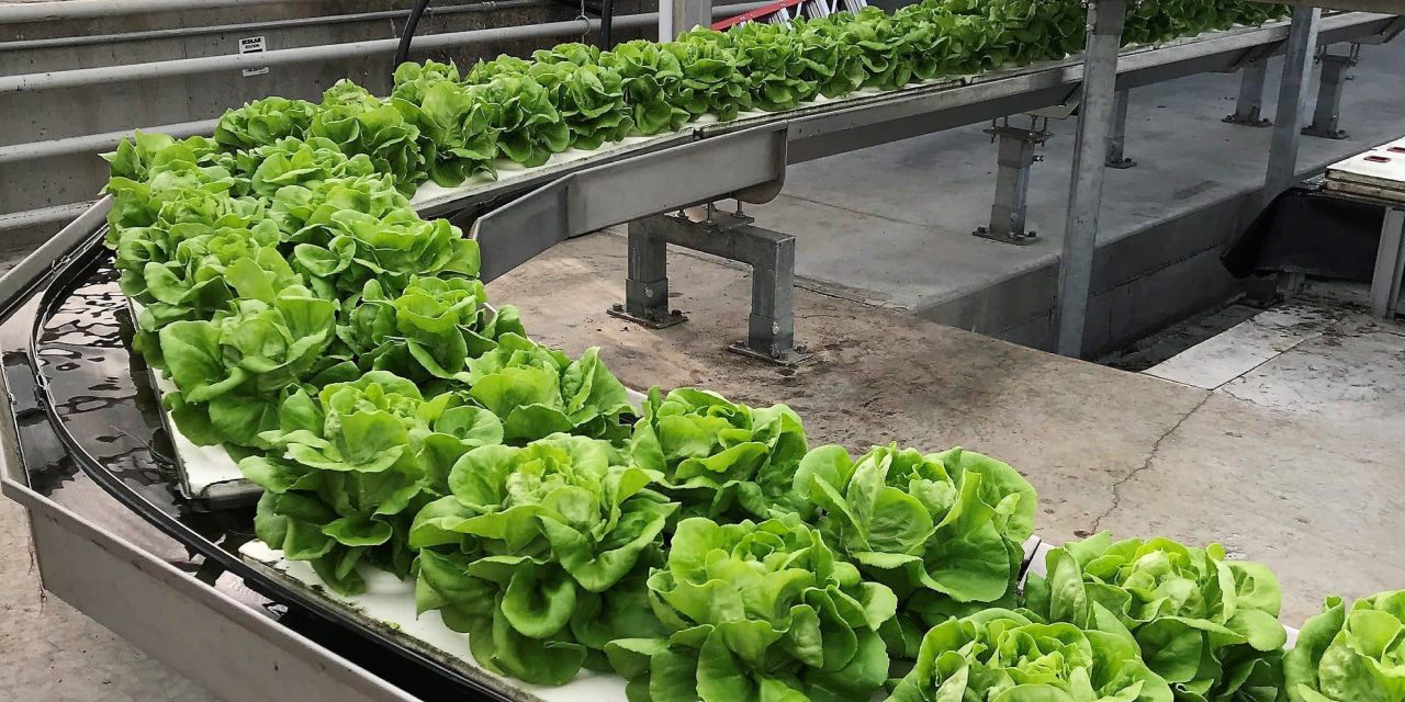 Portco highlight: Edible Garden — Republic